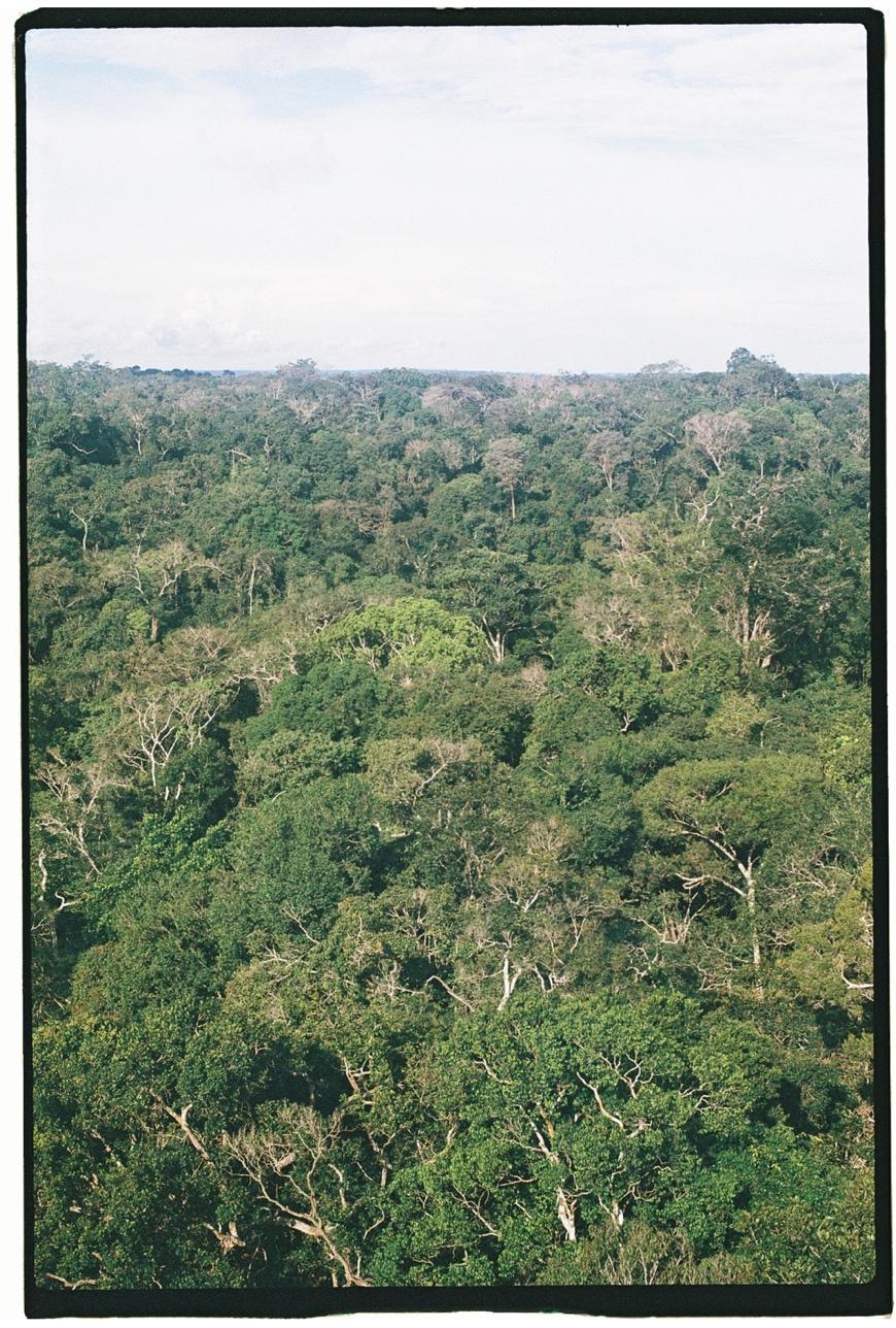 The last cries of an imperilled Amazon - Extinction Rebellion UK